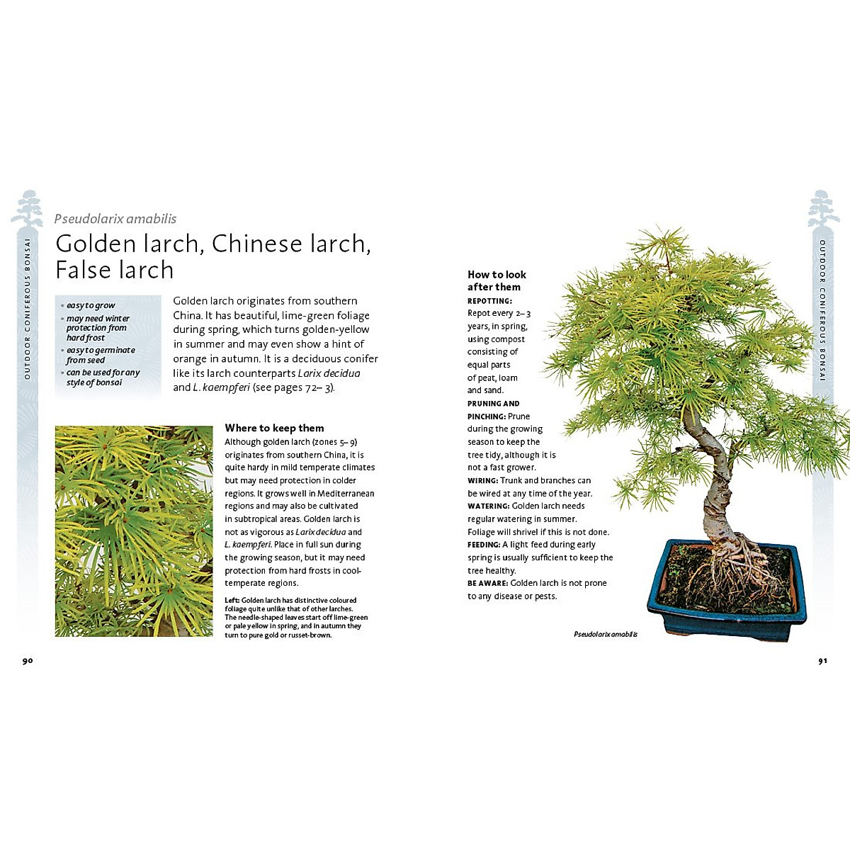 The Bonsai Beginner's Bible