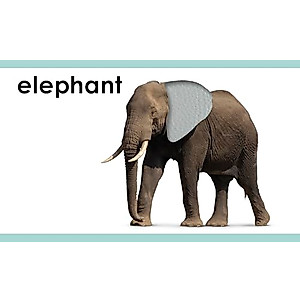 My First Touch and Feel Picture Cards: Animals (My First Board Books)