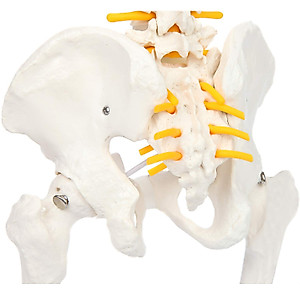 Axis Scientific 15.5" Mini Spine Model with Vertebrae,Nerves,Arteries, Lumbar Column,Male Pelvis - Human Anatomy Model for Education & Study - Includes Stand/Product Manual - Plastic Spine Model