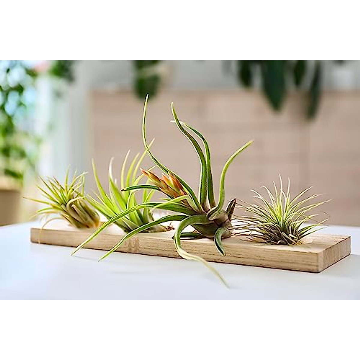 Tillandsia Air Plants Live Indoor Plants (12PK), Airplants Variety Live Plant Kit, Tropical Plants Live Houseplants, Air Plant Live Succulents Plants Live Plants Indoor House Plants by Plants for Pets