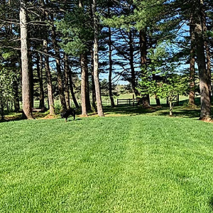 Purely Organic Products LLC 25 lb. Lawn Food Fertilizer