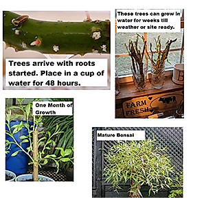 Bonsai Globe Willow Tree - Large Thick Trunk Cutting - Naturally Round & Symmetrical Canopy - Indoor Outdoor Live Bonsai Tree Plant