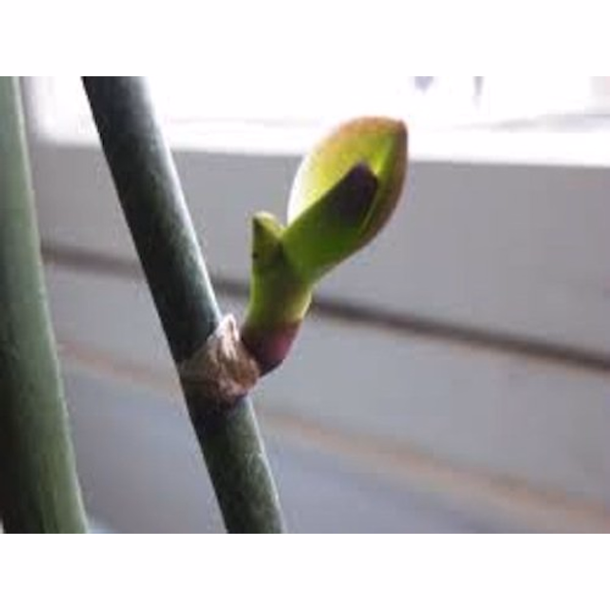 Keiki Power Pro Orchid Plant Cloning Paste