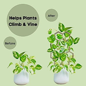 TAVALEAF 2 Pack Indoor Plant Trellis, Honeycomb Shaped Indoor Trellis for Climbing Plants, Small Plant Trellis for Plants, Small Trellis for House Plant, Trellis Small Climbing Plant Support (gt1)