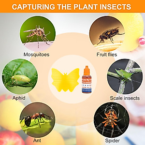 Fruit Fly Trap for Indoor- Non-Toxic Insects Bait Refill Liquid Only- Fruit Fly Bait with Sticky Pads- with 6 Packs Fly Trap Refills Liquid Replacement- 24 Packs Fruit Fly Trap Stickers