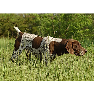 KINETIC PERFORMANCE DOG FOOD Dry Dog Food Puppy 28K