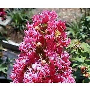 Large William Toovey Tree Crape Myrtle, Matures 16ft+, Dark Pink Flower Clusters, Amazing Fall Foliage and Exfoliating Gray/Yellow/Red Bark, Ships 2-4ft Tall, Well Rooted in Pot with Soil (20)