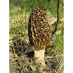 100pcs Seeds Morel Black Mushroom Mycelium Spawn Grow Bonsai Dried Spores for Planting Non GMO