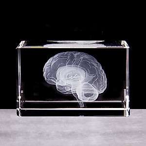 3D Human Brain Anatomical Model Paperweight(Laser Etched) in Crystal Glass Cube Science Gift (No Included LED Base)(3.1x2x2 inch)