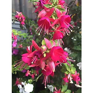 Purple Pink Fuchsia Flower Seeds Perennial Home Plant - 100 Pcs