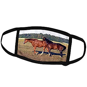 3dRose TDSwhite – Horse Equine Photos - Itchy Horse Equine Scene - Face Masks (fm_285520_1)