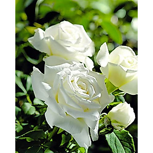 200+ Mixed Color Rose Seeds for Garden Planting 16 Varieties of Bush Perennial Shrub Heirloom 90% Germination Rate Open Pollinated Wonderful Gardening Gifts