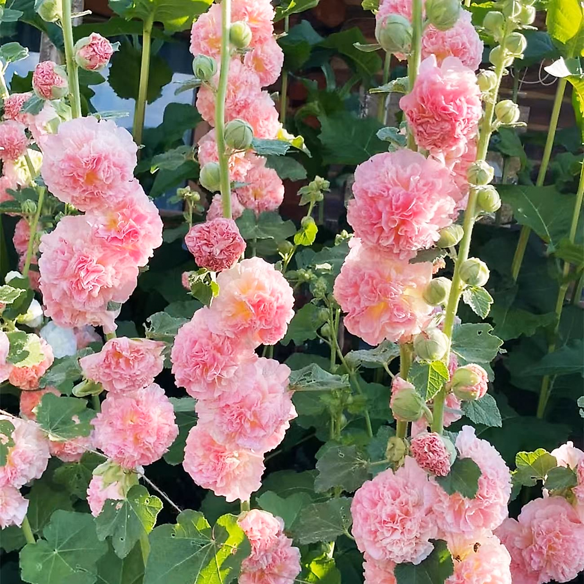 350+ Hollyhock Seeds Carnival Mix Giant Mallow Double Hollyhock Flowers Seed Perennial Outdoor Home Garden Flower