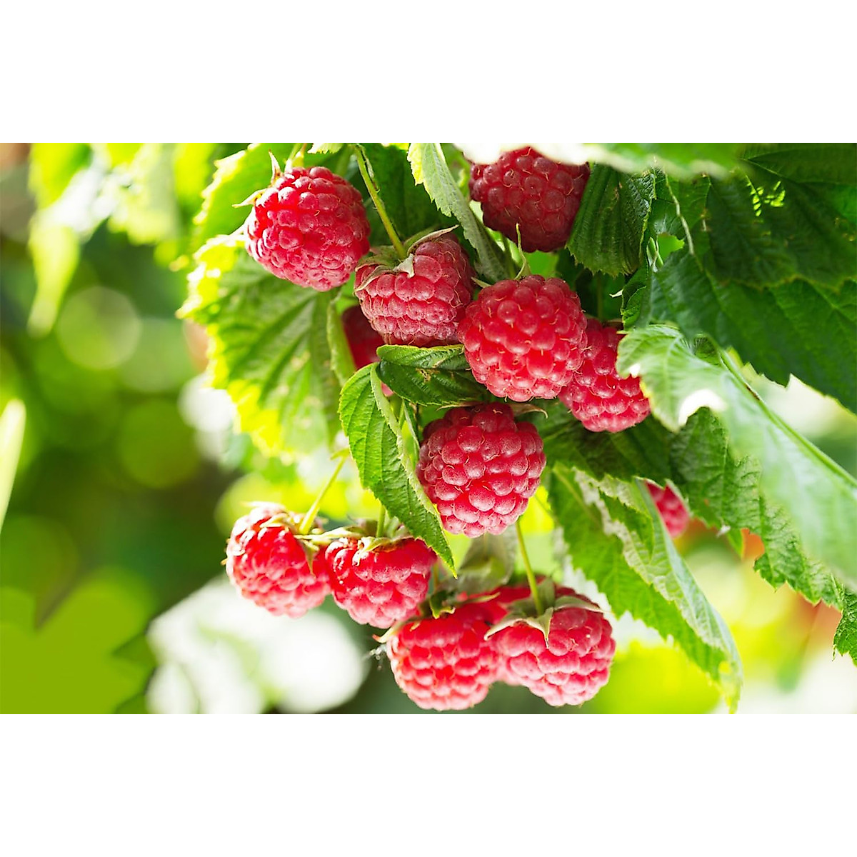 710+ Dwarf Fruit Seeds for Planting (Individually Packaged) Cherries 10pcs White Strawberry 200pcs Red Strawberry 200pcs Raspberry 200pcs Elderberry 100pcs