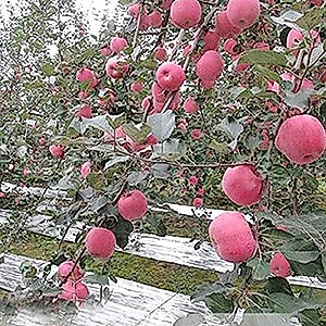 Xccj 6 Pack High Silver Reflective Mylar Film, 83x 52 in, Garden Greenhouse Covering Foil Sheets for Plant Growth, Grow Room, First Aid, Camping, Outdoor Survival