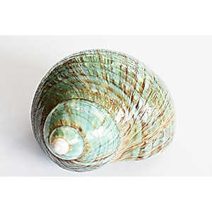 XX-Large Polished Jade Turbo (4 - 4 1/2") 2" Opening Beach Crafts Nautical Decor Large Hermit Crabs - Florida Shells and Gifts