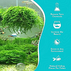 Java Moss Taxiphyllum Barbieri Portion