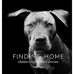Finding Home: Shelter Dogs and Their Stories