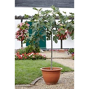 1087-Dwarf Honey Fig (Ficus carica) Seeds by Robsrareandgiantseeds UPC0764425786764 Non-GMO,Organic,Historic,Bonsai, 1087 Package of 5 Seeds