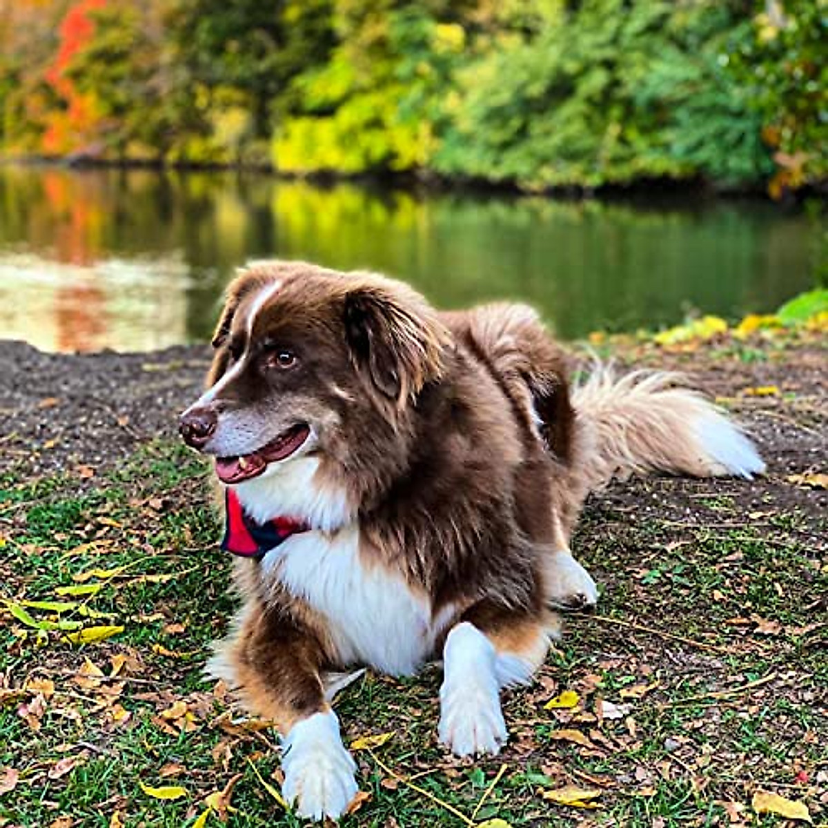 Odi Style Dog Bandana 4 Pack - Dog Bandanas Boy, Girl, Premium Durable Soft Lightweight Fabric, Buffalo Plaid Scarf for Medium and Large Dogs Pets, Black and White, Red, Green, Blue, Large