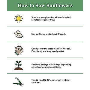 Burpee Mammoth Russian Sunflower Seeds 200 seeds