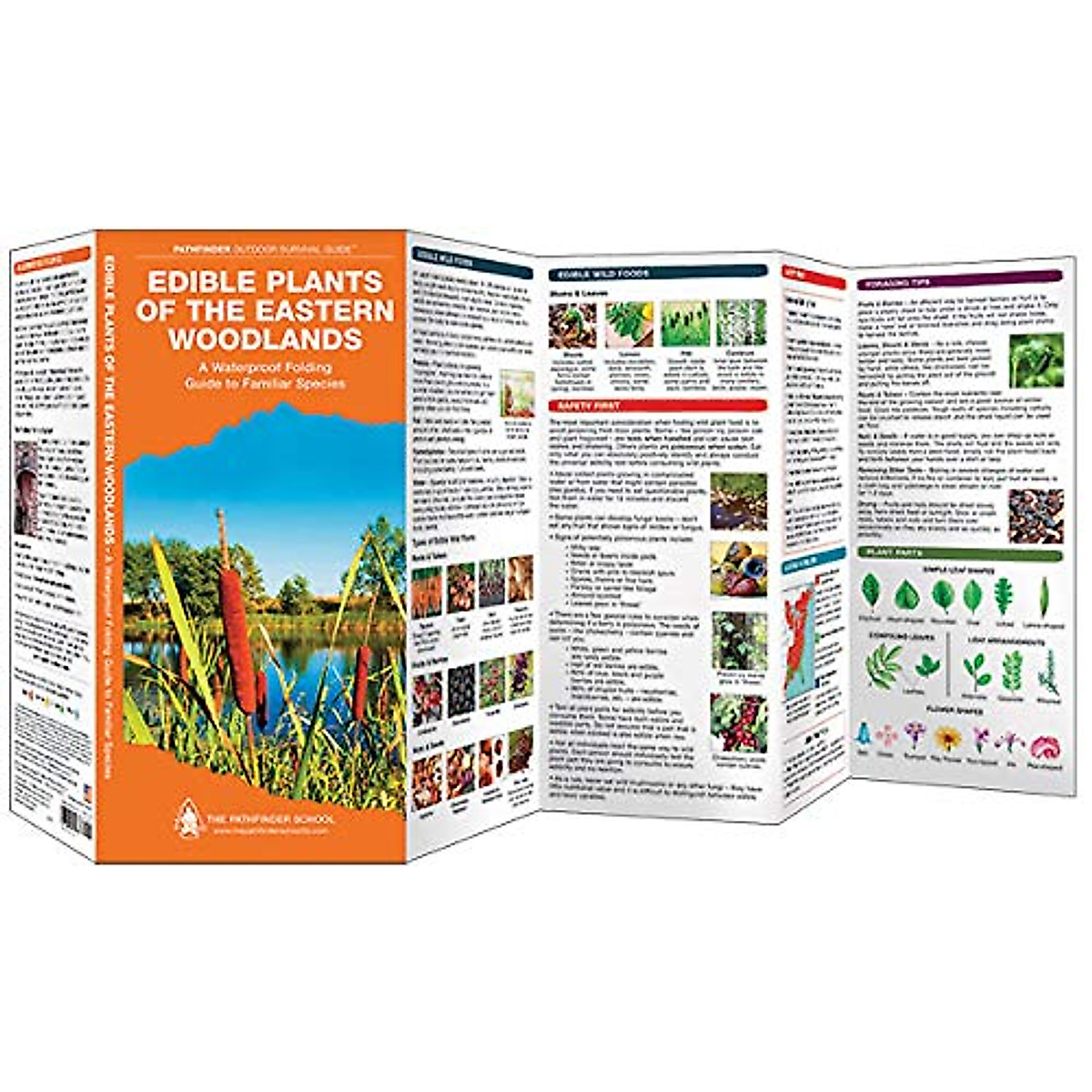 Edible Plants of the Eastern Woodlands: A Folding Guide to Familiar Species (Outdoor Recreation and Survival)