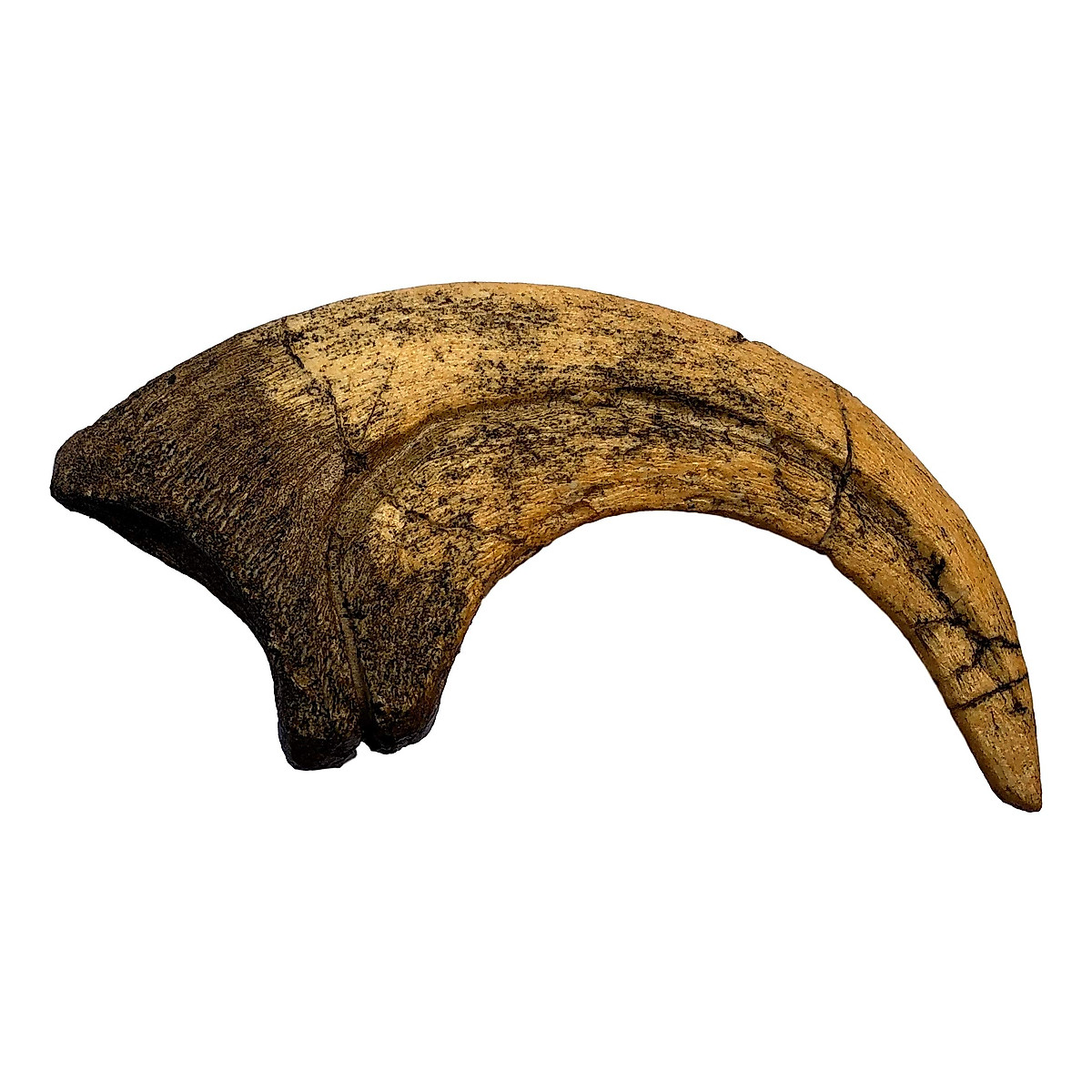 Deinonychus Raptor Dinosaur Claw Replica - Museum Quality Cast Fossil Specimen