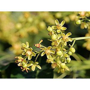 Swietenia Mahagoni, HARDWOOD Mahogany tree bonsai rare hard wood seed 50 seeds