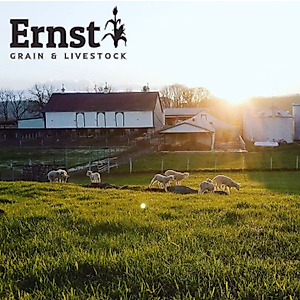 Homestead Harvest Ernst Grain Whole Corn – Perfect Feed for Deer, Squirrels, Chickens, Ducks, Rabbits, Geese, and More! (50 lb)