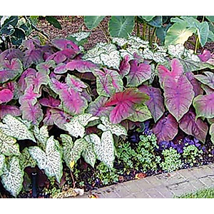 Fancy Leaf Caladium Bulbs - White Christmas - Large Size Root - Elegant White Foliage with Green Veins - Hardy in Zones 9-11 - Perfect for Gardens and Pots