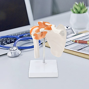 RONTEN Medical Shoulder Anatomy Model with Functional Ligaments, Life Size Anatomical Human Shoulder Joint Model for Science Class Medical Teaching Display Model (Includes a Base)