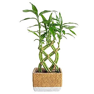 Costa Farms Lucky Bamboo Plant, Easy to Grow Live Indoor Houseplant in Ceramic Planter Pot, Potting Mix, Grower's Choice, Perfect for Home Tabletop, Office Desk, Shelf, Zen Room Decor, 12-Inches Tall