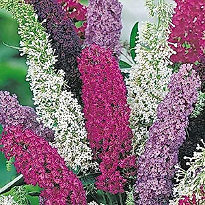Outsidepride Buddleia Davidii Butterfly Bush Plan Garden Flower Seed Mix - 100 Seeds