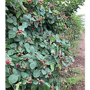 TriStar Plants- TripleCrown Blackberry Bush Thornless -2.5" cup, NO SHIP CALIFORNIA, Healthy Established Roots, Thornless Blackberries, Blackberry pie, Blackberry Jam Blackberry Plant