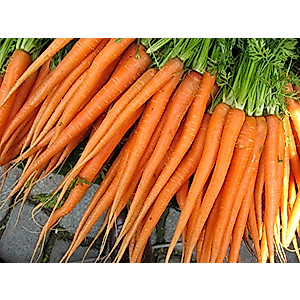 Gaea's Blessing Seeds - Carrot Seeds - Tendersweet - Non-GMO Seeds with Easy to Follow Planting Instructions - Heirloom Net Wt. 1.5g Germination Rate 91%