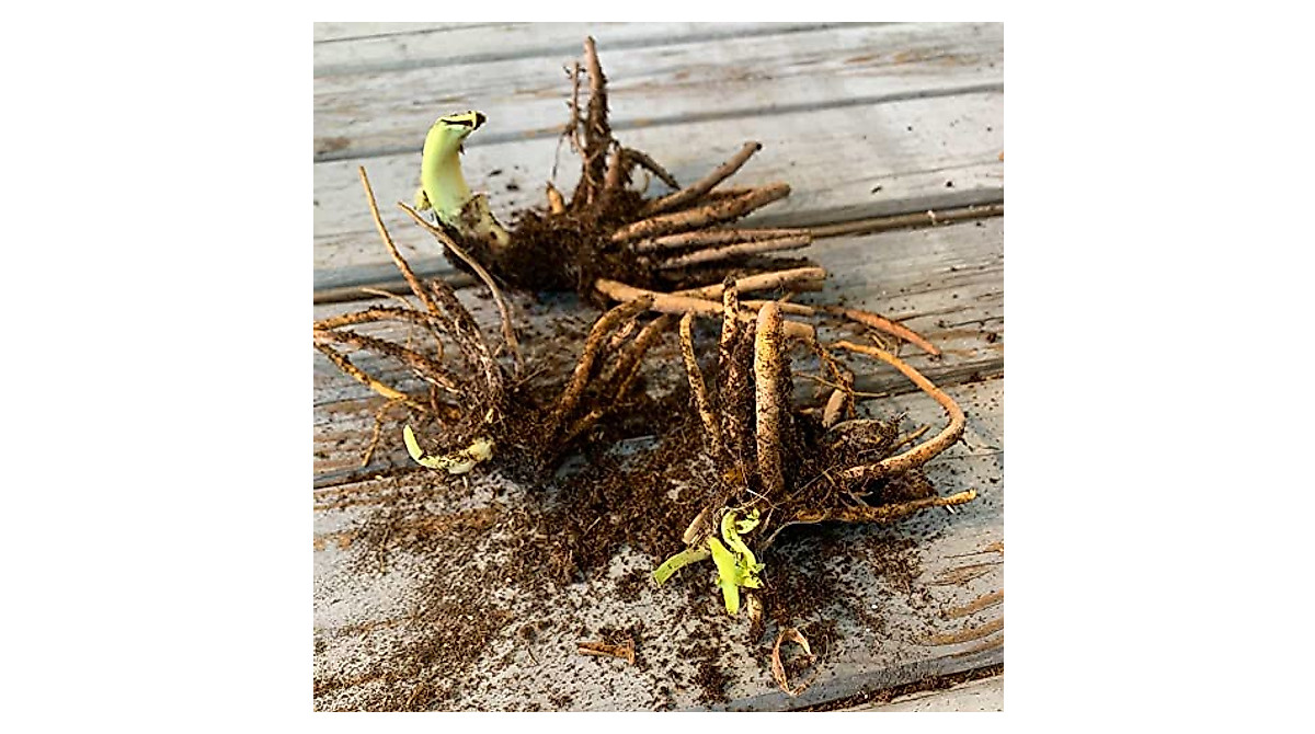 Fragrant Reblooming Daylily Roots Mix | Attracts Pollinators