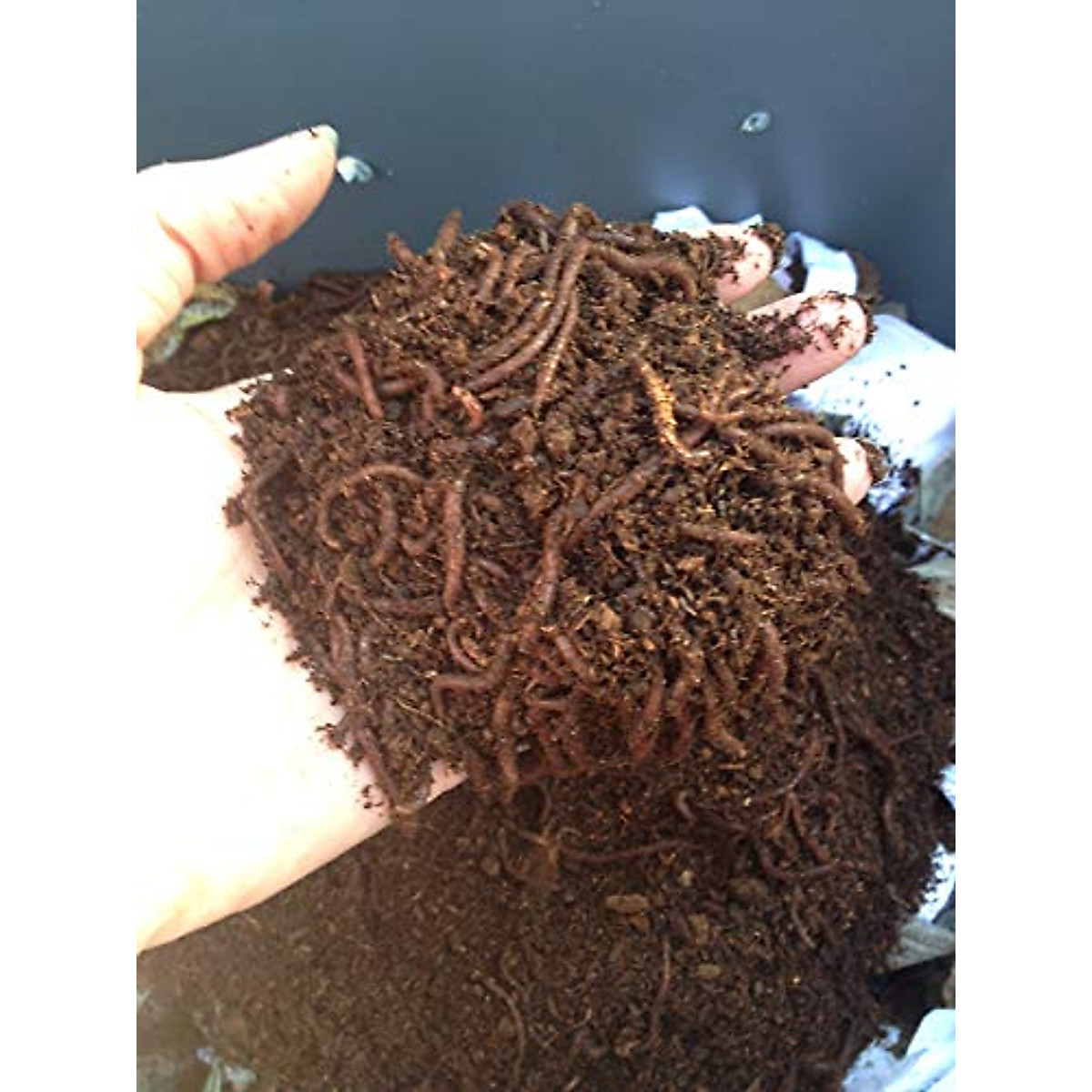1000 Red Wigglers Composting Worms. Live WWJD worms