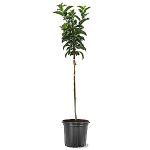 American Plant Exchange Live Red Delicious Apple Tree, Fruit-Bearing Plant Pot for Harvest and Home and Garden Decor, 3-4' Tall, 5-Gallon Pot