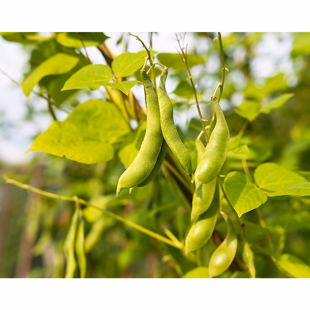 Food to Live Organic Black Beans, 2 Pounds – Non-GMO, Whole Dried Beans, Sproutable, Vegan, Kosher, Bulk. Great Source of Plant Based Protein, Fiber. Great for Soup, Salads, Chili.