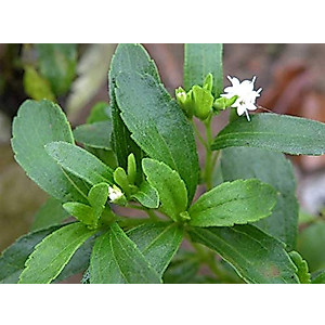 100+ Stevia Rebaudiana Sweetleaf Seeds Rare Edible Heirloom Sugar Garden Plant