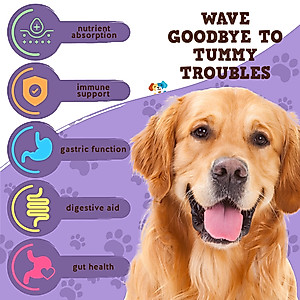 Jack&Pup Bundle - Bully Sticks + Pro-Digest Supplements | 12-Inch Odor Free [Standard Size] Bully Sticks (5 Pack) | Pro-Digest Probiotics for Dogs (60 Chews)…