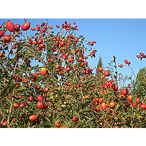 1216-Puppy Rose (Rosa Canina) Seeds by Robsrareandgiantseeds UPC0764425788690 Non-GMO,Organic,USA Grower,Historic plants,Showy,Bonsai,Exotic,Rosehip-Tea-Oil-Syrup,Wild-Dog Rose,1216 Package of 7 Seeds