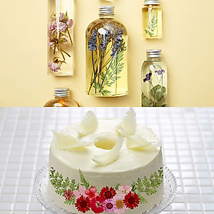 Real Dried Pressed Flowers Resin Leaves Natural Pressed Chrysanthemum Daisy Flowers with Tweezers for Scrapbooking DIY Candle Decoration Jewelry Crafts Making(Classic Style)