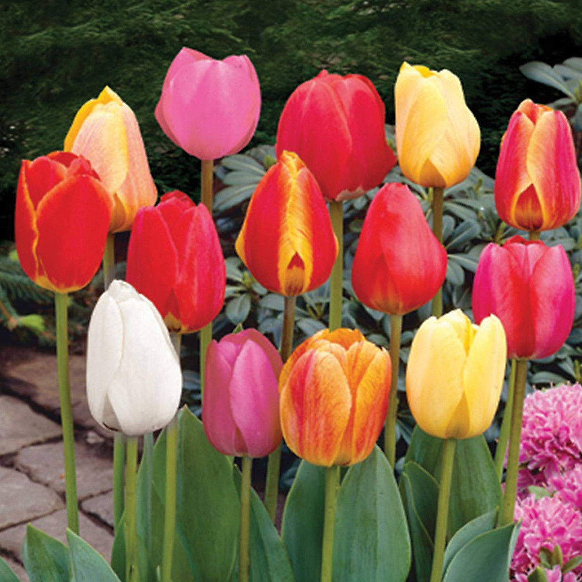 Burpee Perennial Tulip Mix | 20 Large Flowering Fall Bulbs for Planting, Multiple Colors