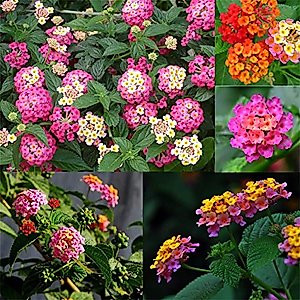 Mixed Colors 100Pcs Lantana Camara Seeds Garden Ornamental Flower Plant Seeds
