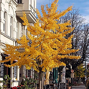 CHUXAY GARDEN 5 Seeds Ginkgo Biloba,Maidenhair Tree,Fossil Tree, Icho Beautiful Deciduous Trees Stunning Yellow Color Exotic Charm Long-Live Great for Garden