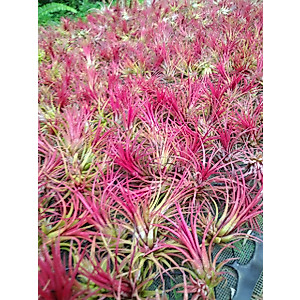It Blooms Rainforest Grown One RED Ionantha Fuego Air Plants - Live Tillandsia - 1.5 to 3 inches - 30 Day Guarantee