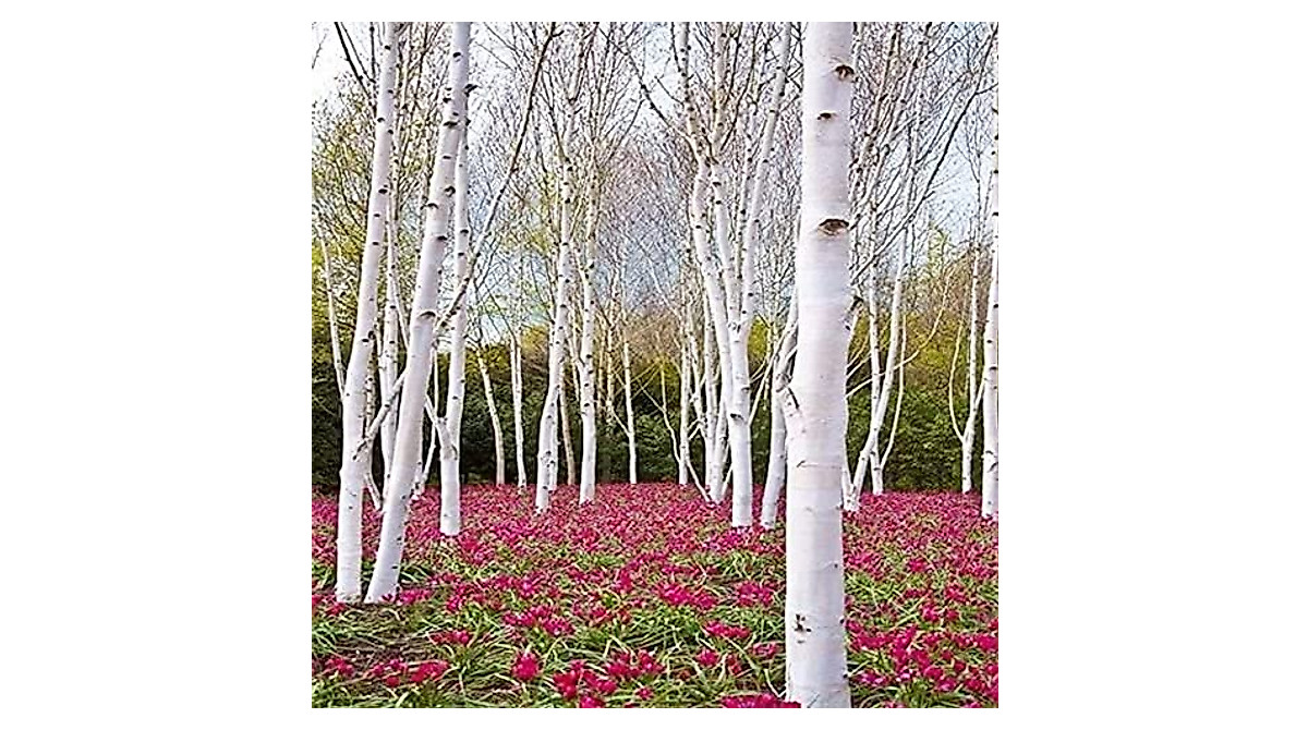 White Paper Birch Tree Seeds - Fast-Growing, Low-Maintenance Garden Tree