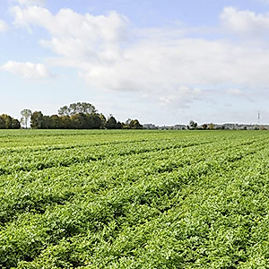 Knorr Rice Sides For a Tasty Rice Side Dish Cheddar Broccoli No Artificial Flavors, No Preservatives, No Added MSG 5.7 oz, Pack of 12