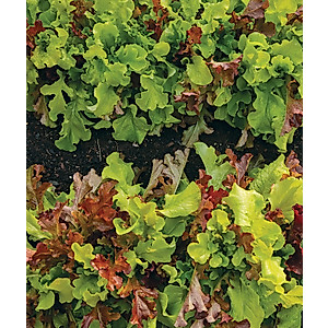 Burpee Looseleaf Blend Lettuce Seeds 1500 seeds